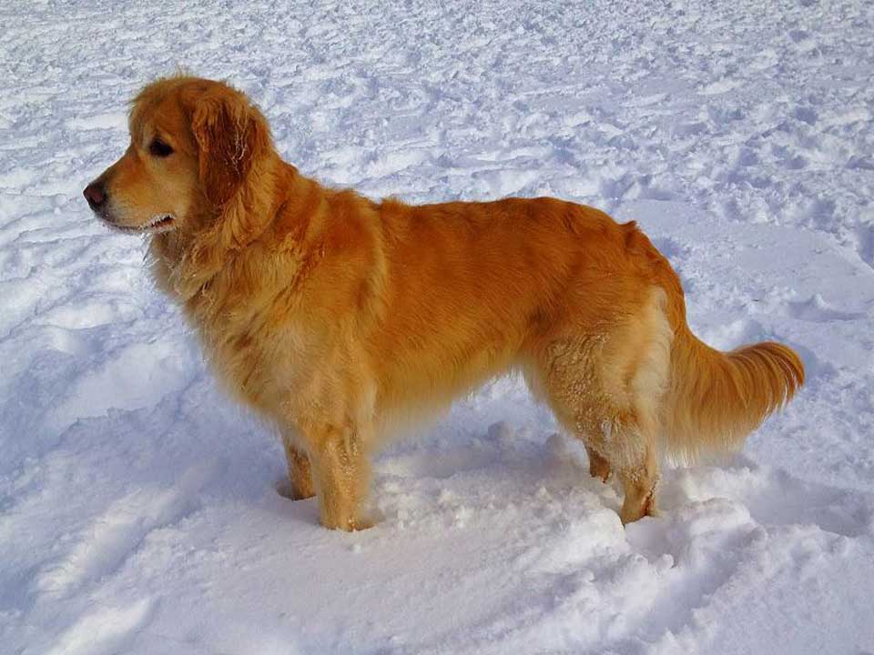 Golden Retriever | Easy Trainable and Most Intelligent Dog Breed | Best ...