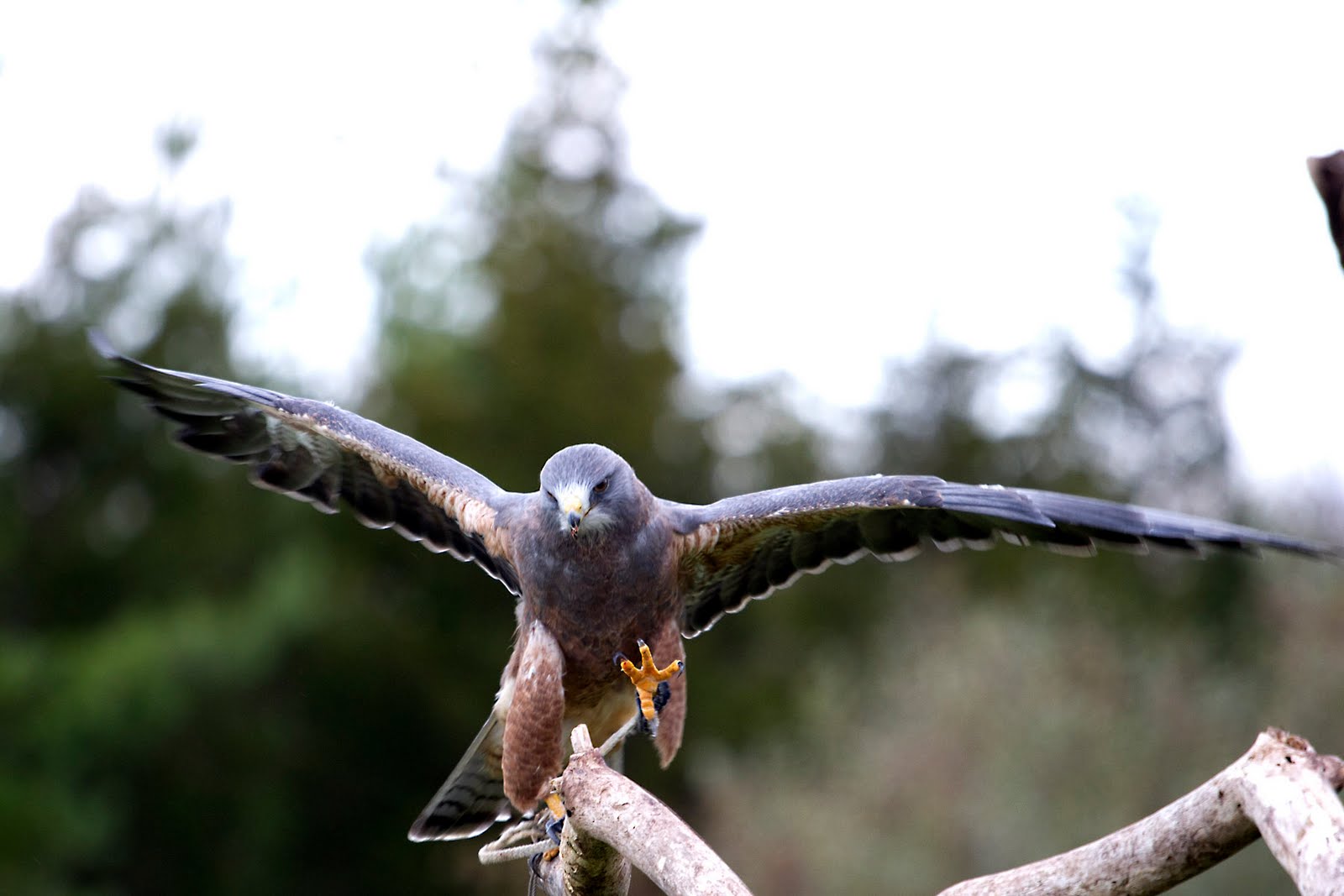 Ann Brokelman Photography: Swainson Hawk, Western Red-Tailed Hawk at ...