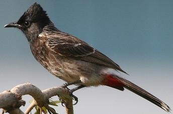 Tongan Tropical Moist Forests: Avifauna