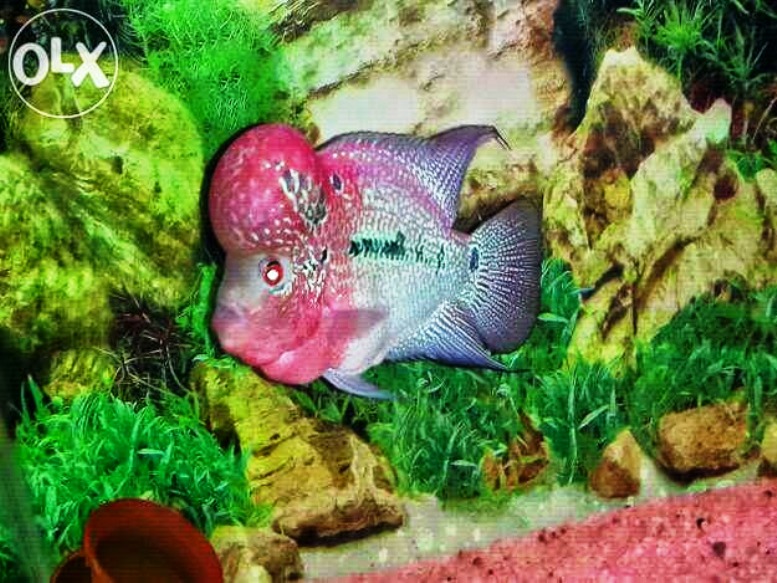 FLOWERHORN FISH photos - wallpapers (ανανεωμένο) | the fun bank