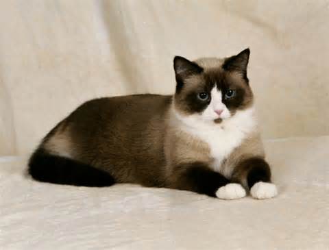 Snowshoe Siamese - Information Regarding The Snowshoe Cat | Siamese ...
