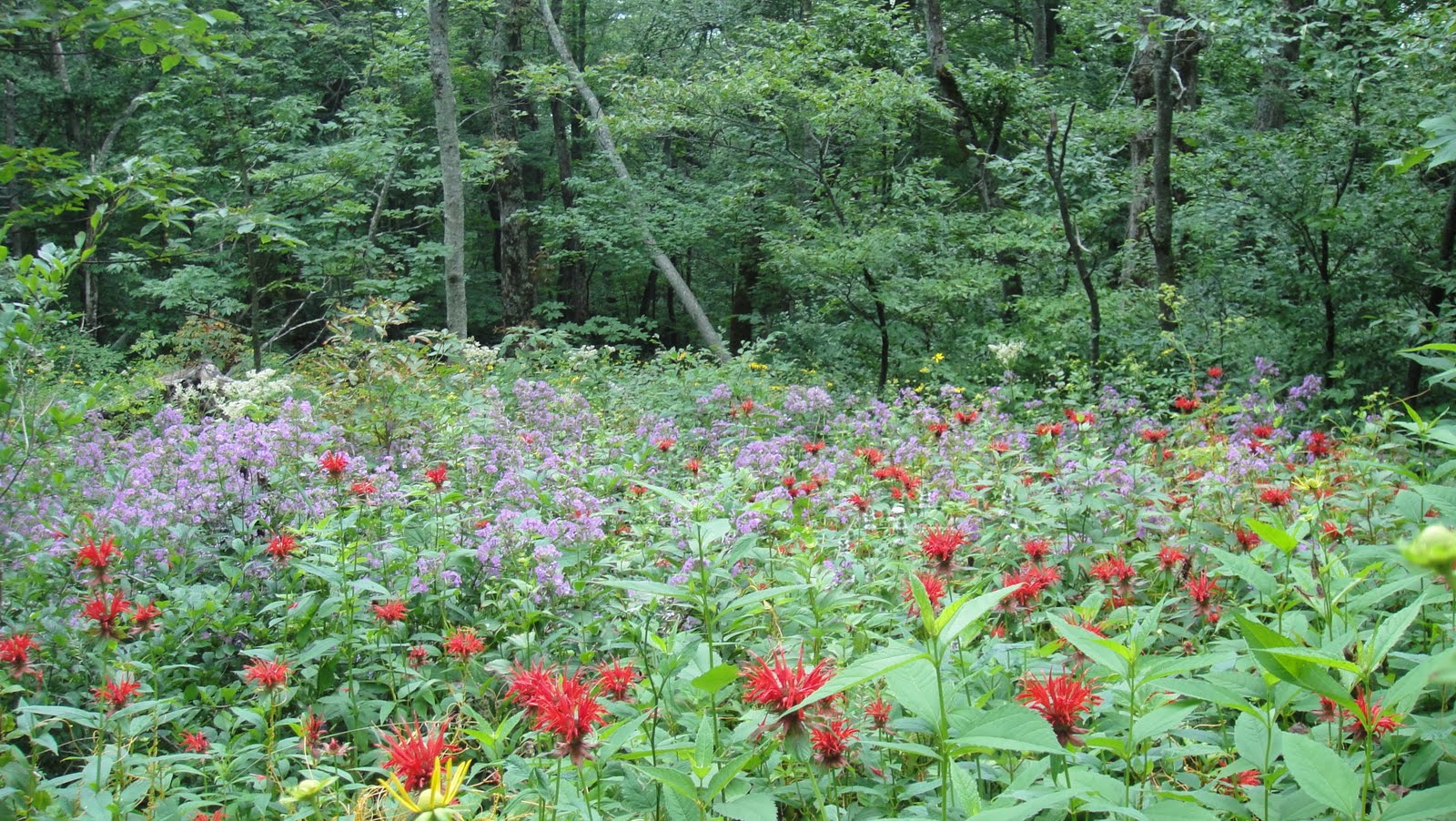 Green Place: Blue Ridge Mountains