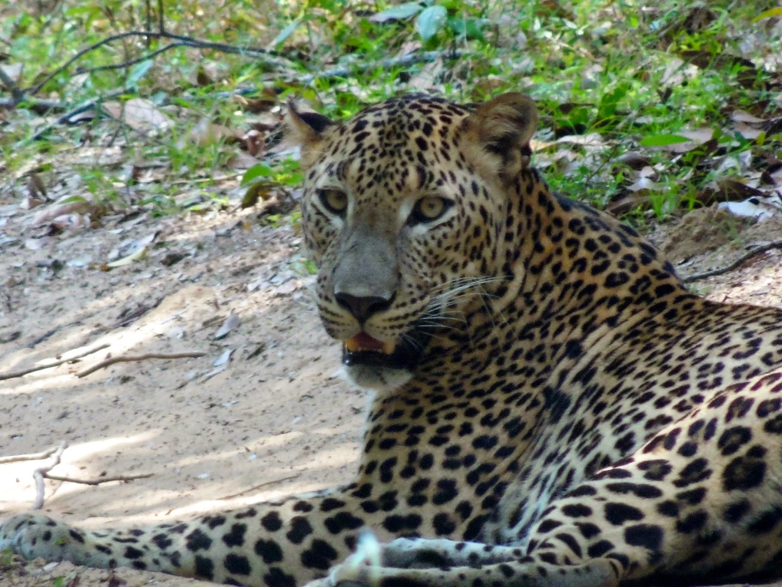 Safari Sri Lanka: Hidden Facts about Sri Lankan Leopard