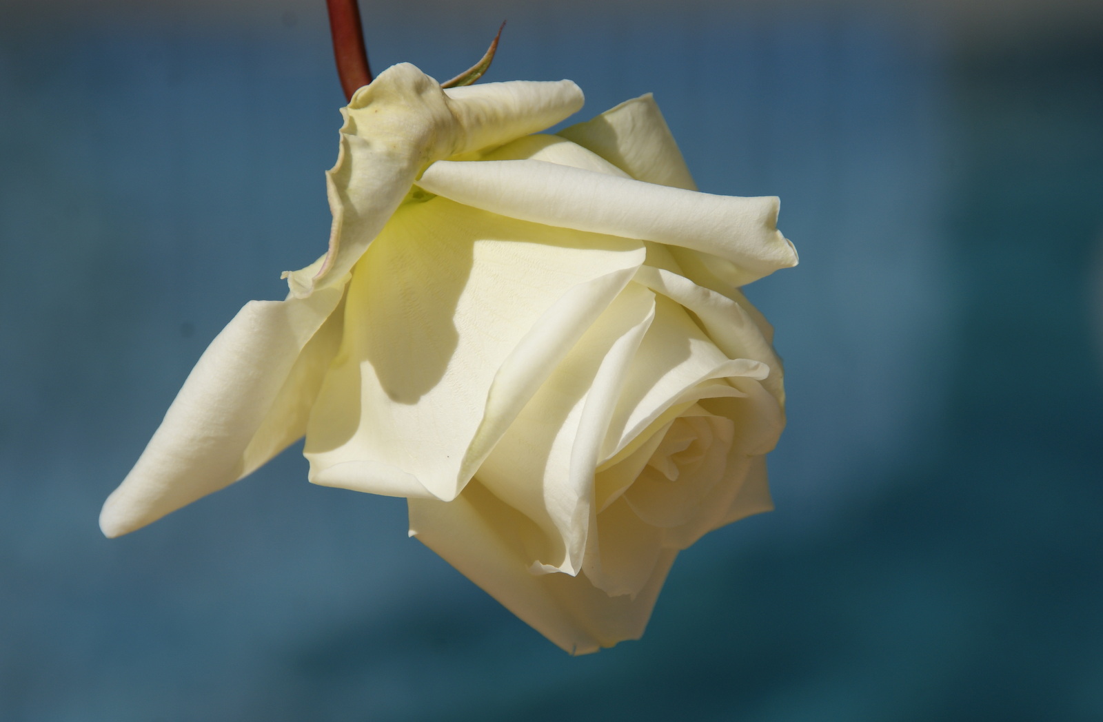 Organic Garden Dreams: February Roses