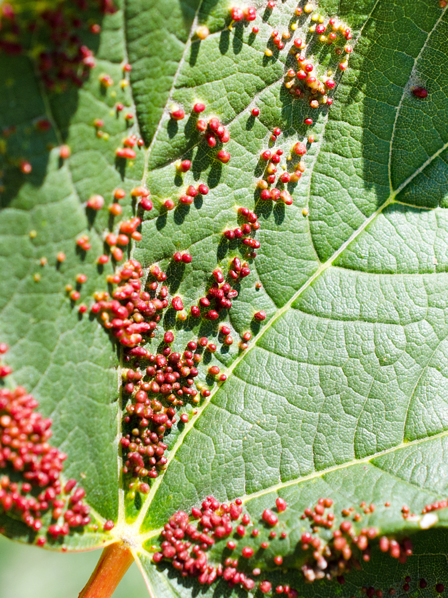 Wanderin' Weeta (With Waterfowl and Weeds): Shy critters in showy houses