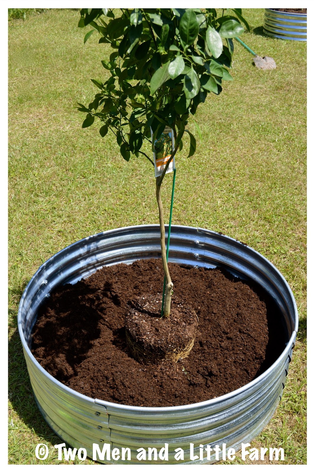 Two Men and a Little Farm: CITRUS TREES PLANTED IN GALVANIZED RINGS
