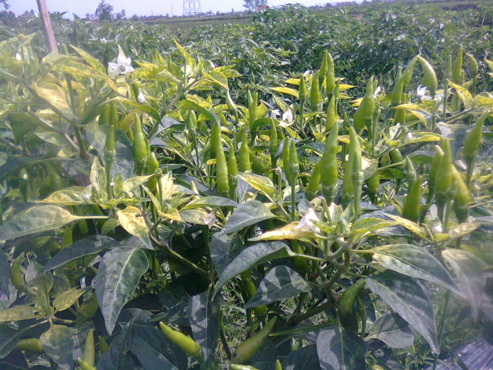 Cara Pembuatan Larutan PUPUK PHONSKA CAIR Untuk Tanaman CABE - Guru Ilmuan