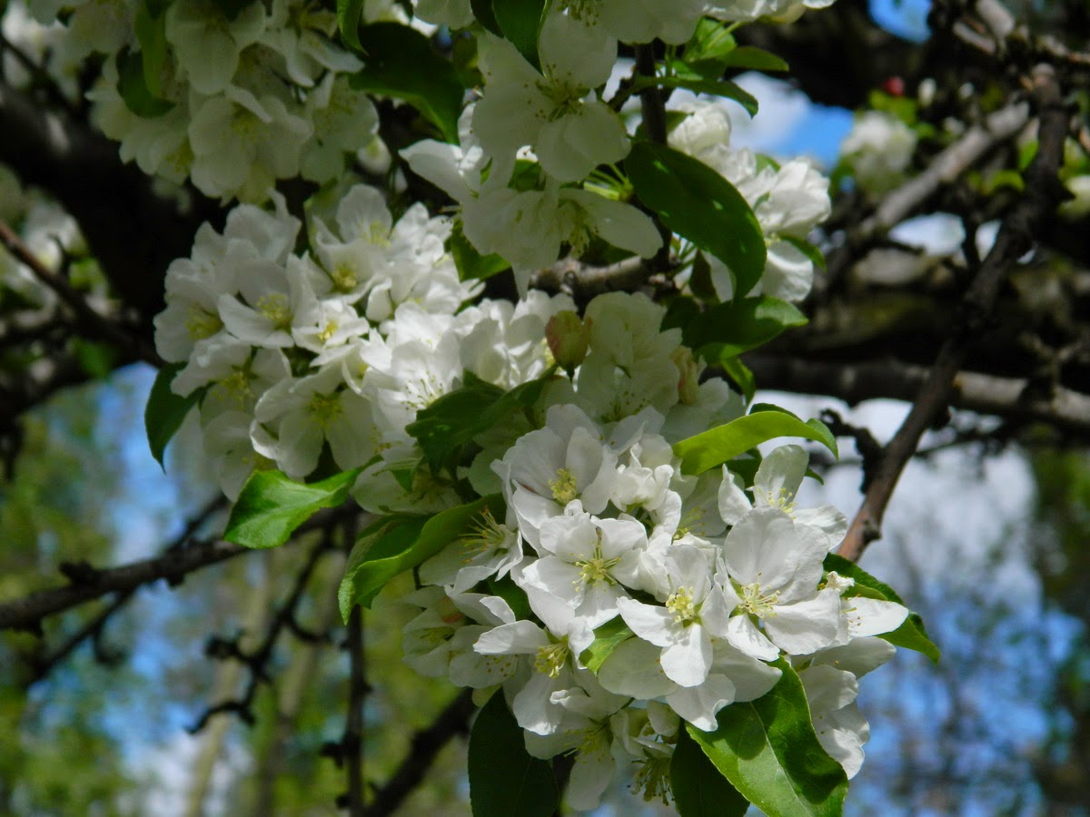 LA MULTI ANI, ROMANIA!: Merisor alb