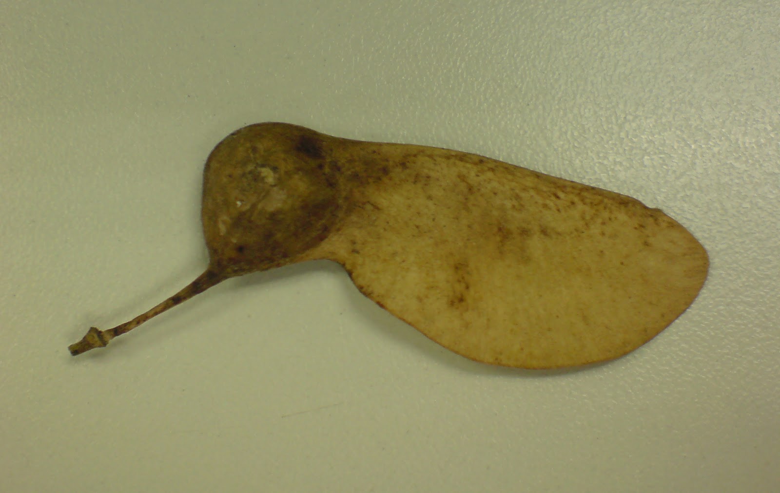 Plantas y Jardines de Lima