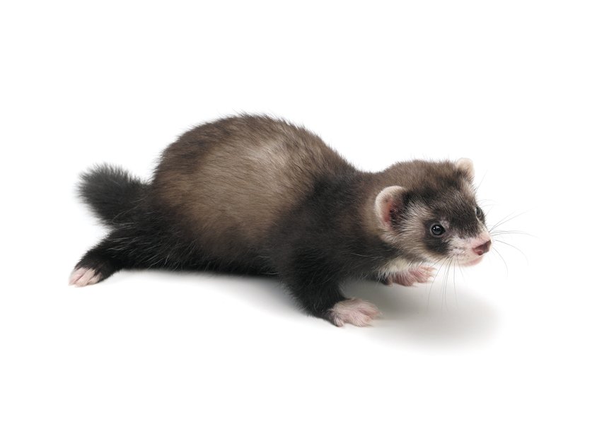 I colori del furetto