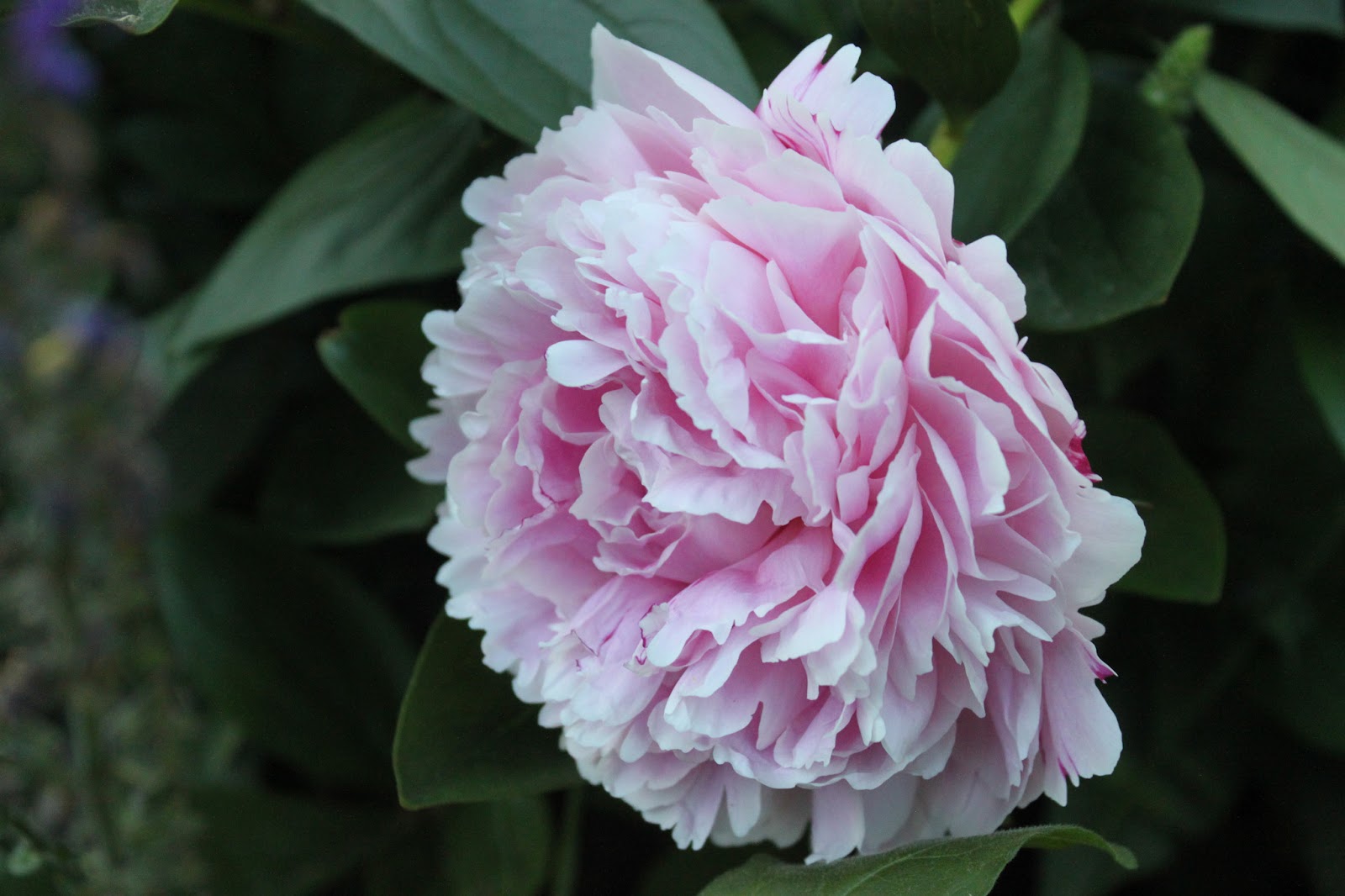 Pat's Addition: Peony Patch Glory