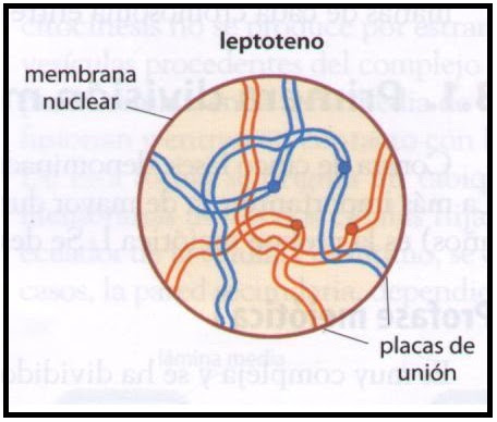 División Celular: Meiosis