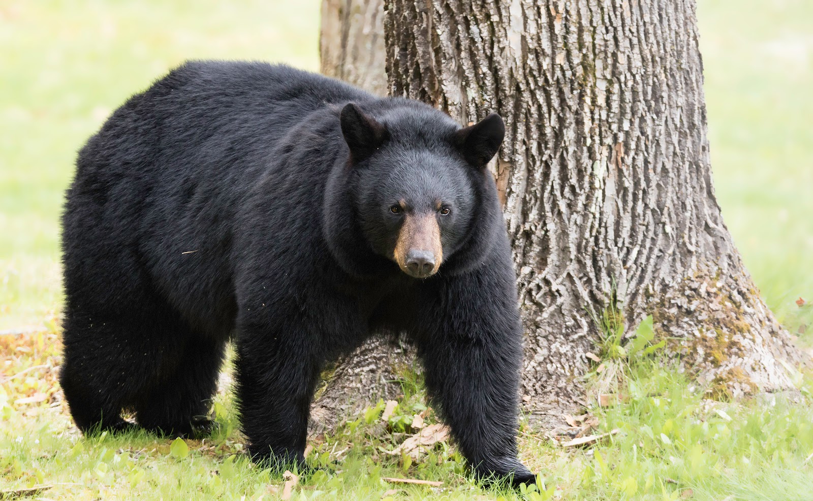 Daniel Berna Photography: Black Bears - Newbury, Vermont