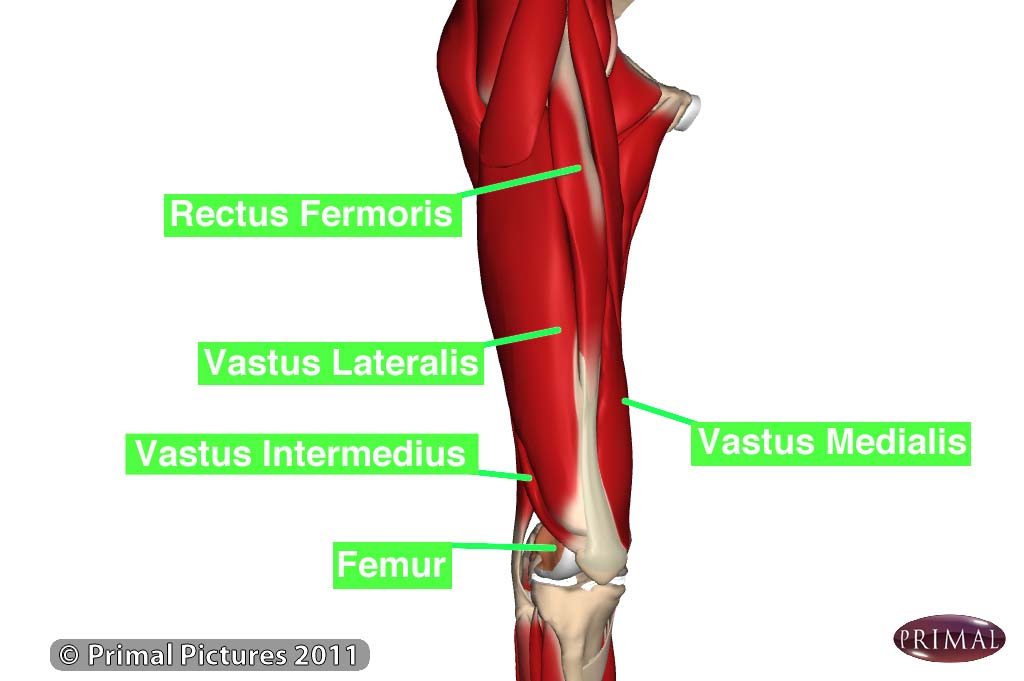 PAHA DEPAN YANG NYERI ~ REFERENSI ASUHAN KEPERAWATAN (ASKEP)