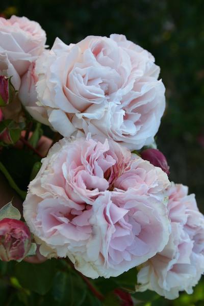 Country Lovers: Constanze Mozart Rose