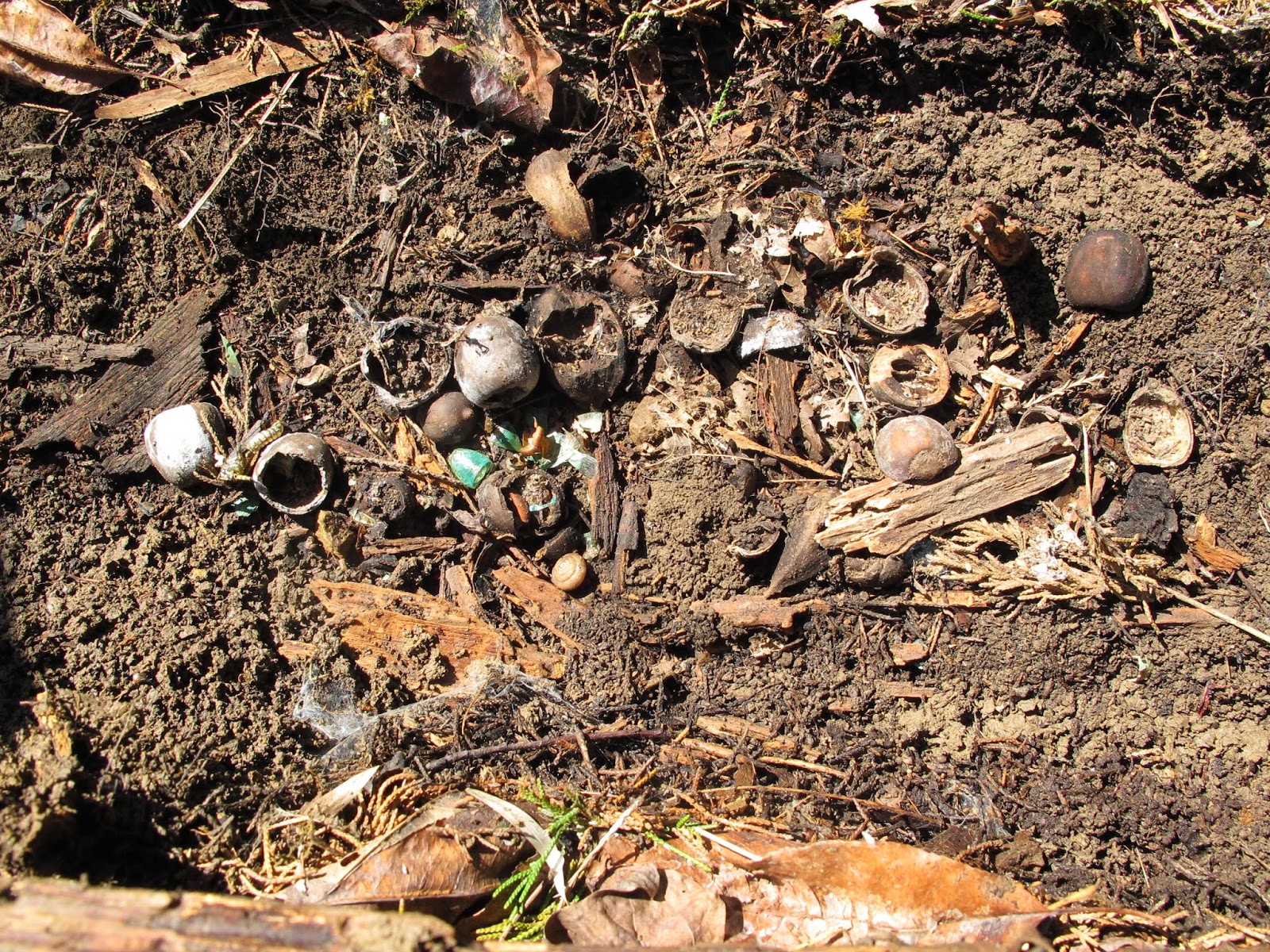 Blue Jay Barrens: Rodent Cache