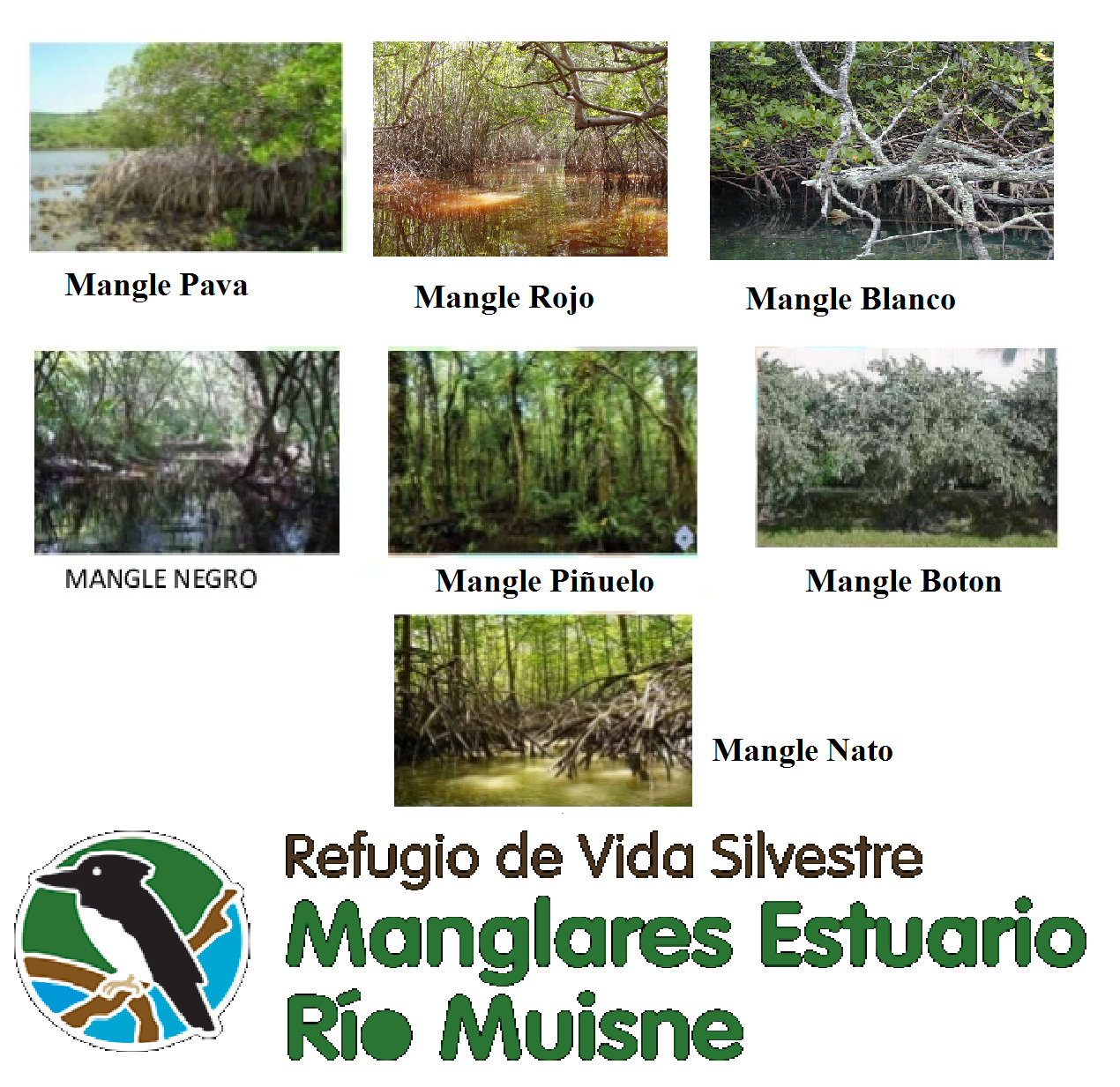 Refugio de Vida Silvestre Manglares Estuario Río Muisne: REFUGIO DE ...