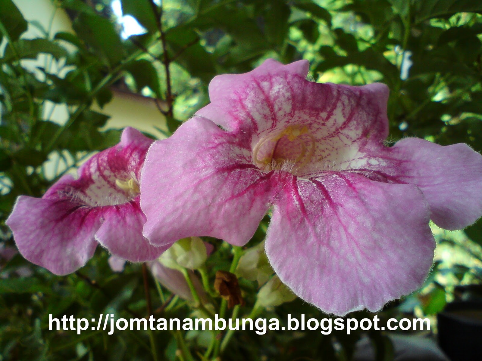 Jom Tanam Bunga: Album Bunga