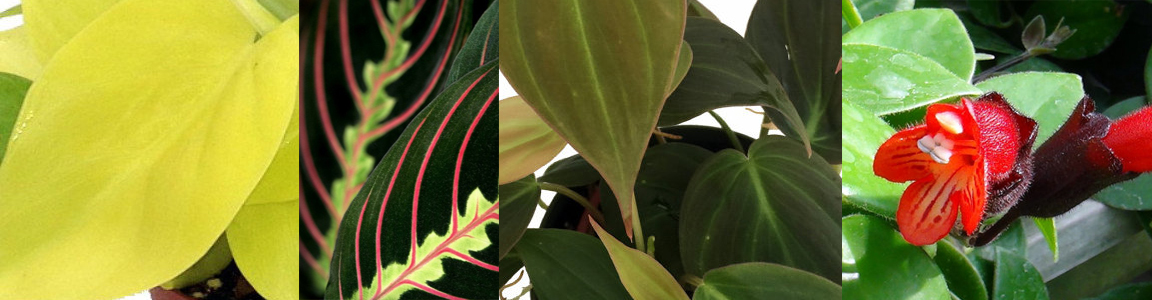 Military Mama Musings: Vertical Garden - How to squeeze just a few more ...