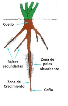 "Biología" La Ciencia de la Vida: ACTIVIDAD 1 - ÓRGANOS VEGETALES: RAÍZ