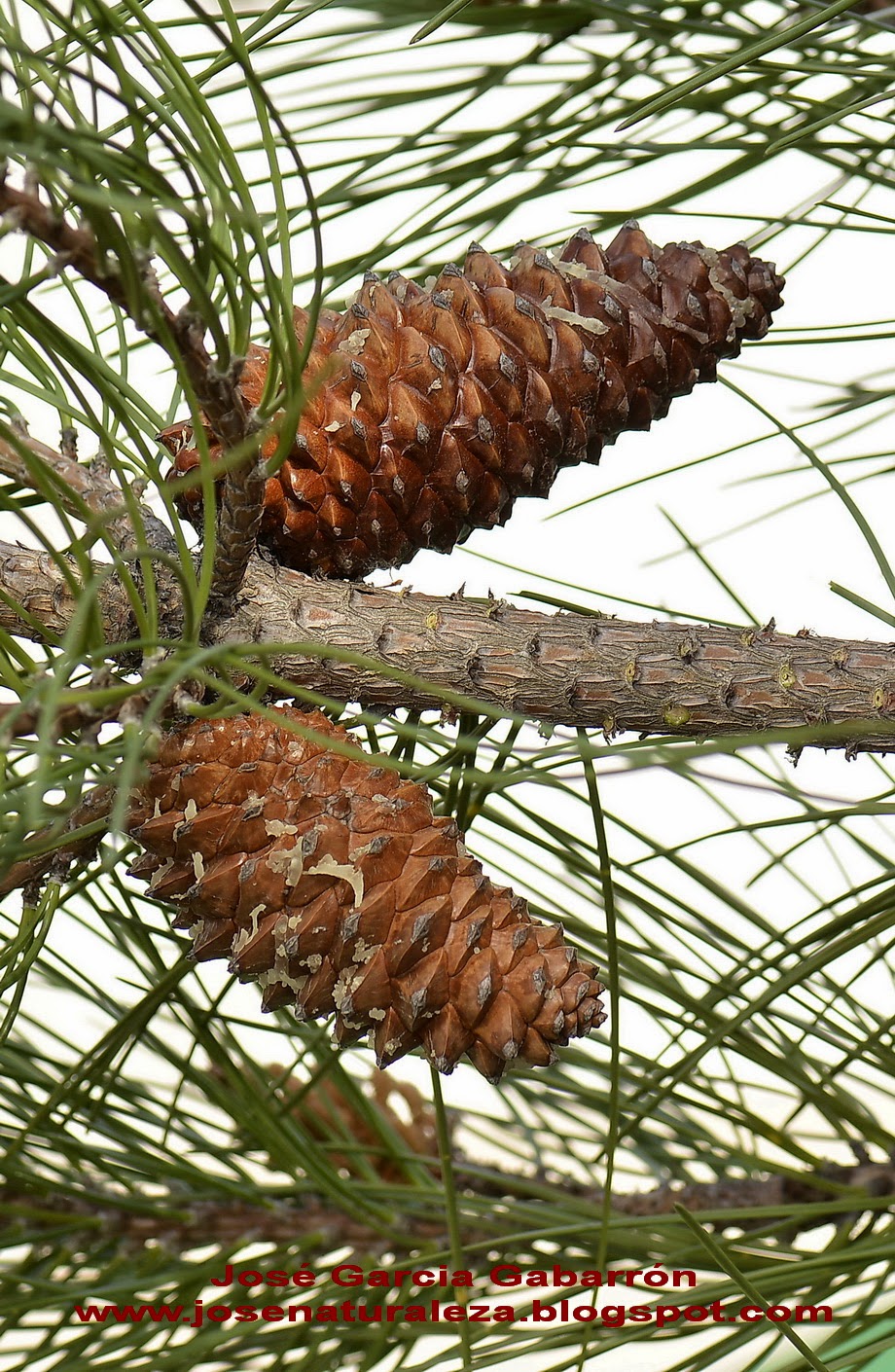 Pinus Pinaster