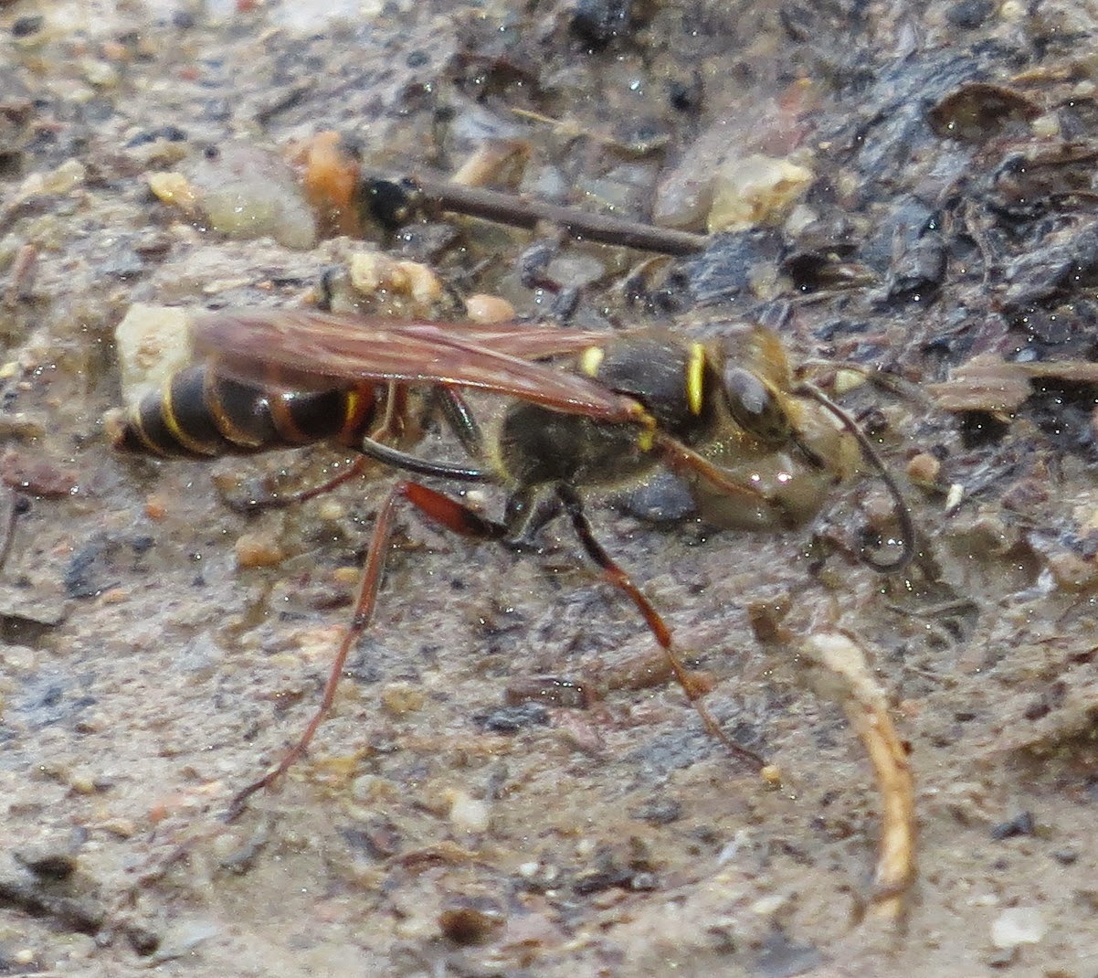 Bug Eric: A Foreign Mud Dauber: Update