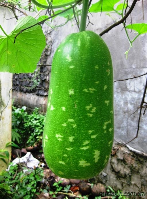 Người Phương Nam: Trái Bầu Nghĩa