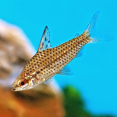 HEADSTANDER FISH photos - wallpapers | the fun bank