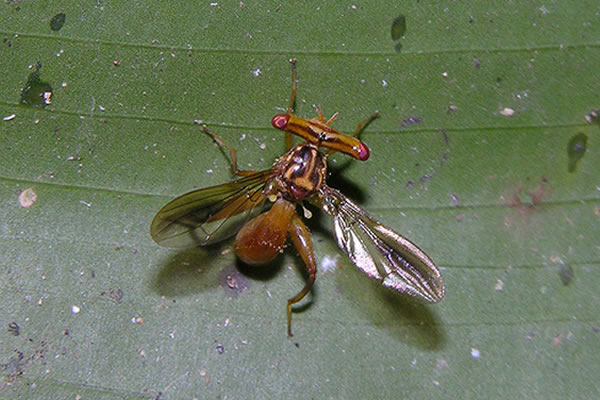 Moscas voladoras: moscas que vuelan como un avion