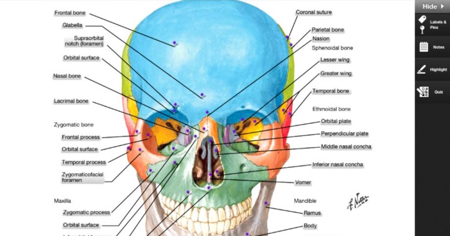 Netter S Anatomy | Desktop Wallpapers