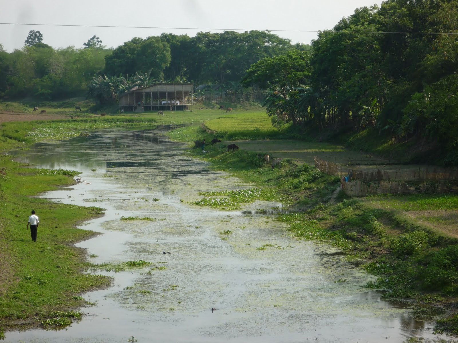 Adventures in the Tea Trade