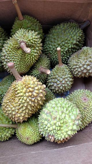 11 Jenis Durian Popular dan Laris Di Malaysia