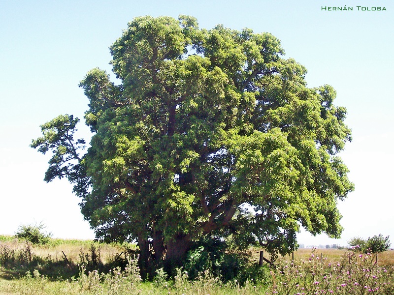Flora Bonaerense: Ombú (Phytolacca dioica)