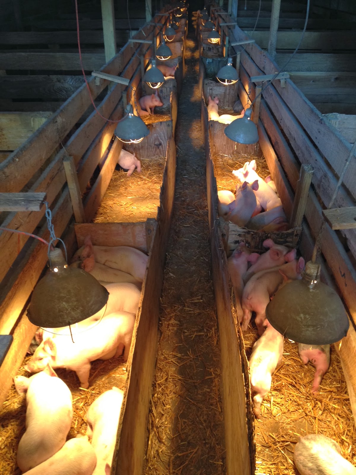 The Life of a Future Farmer: The Truth about #RealPigFarming - That's a ...