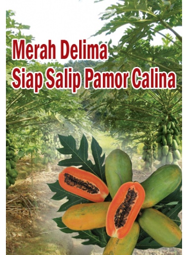 Muthia Tani: Pepaya Merah Delima