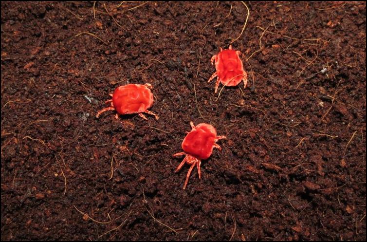 Raghu's column!: Missing the annual rendezvous with Arudra Purugu!