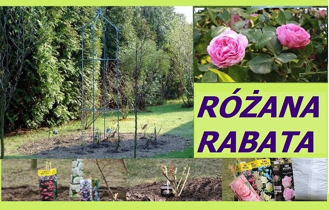 Relaksujący ogród i dom...: Różana rabata jak zrobić