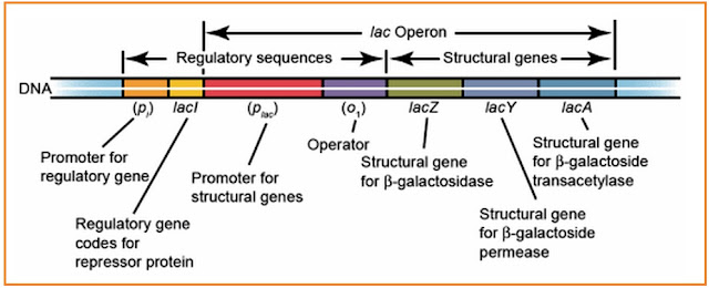 BIOLOGI GONZAGA: KODOGEN TO KODON
