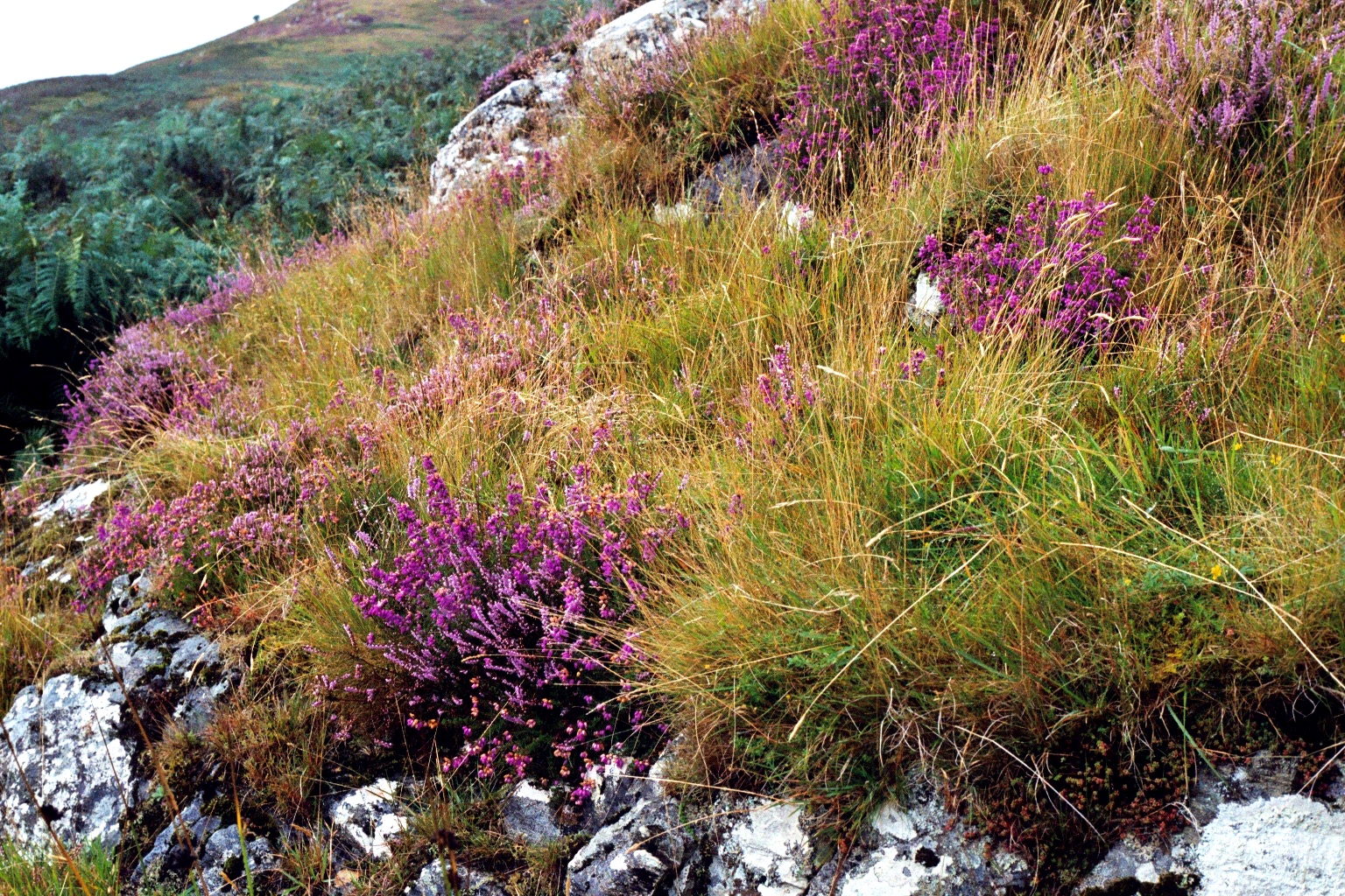 The Traveling Gardener: Stumbling through Heather