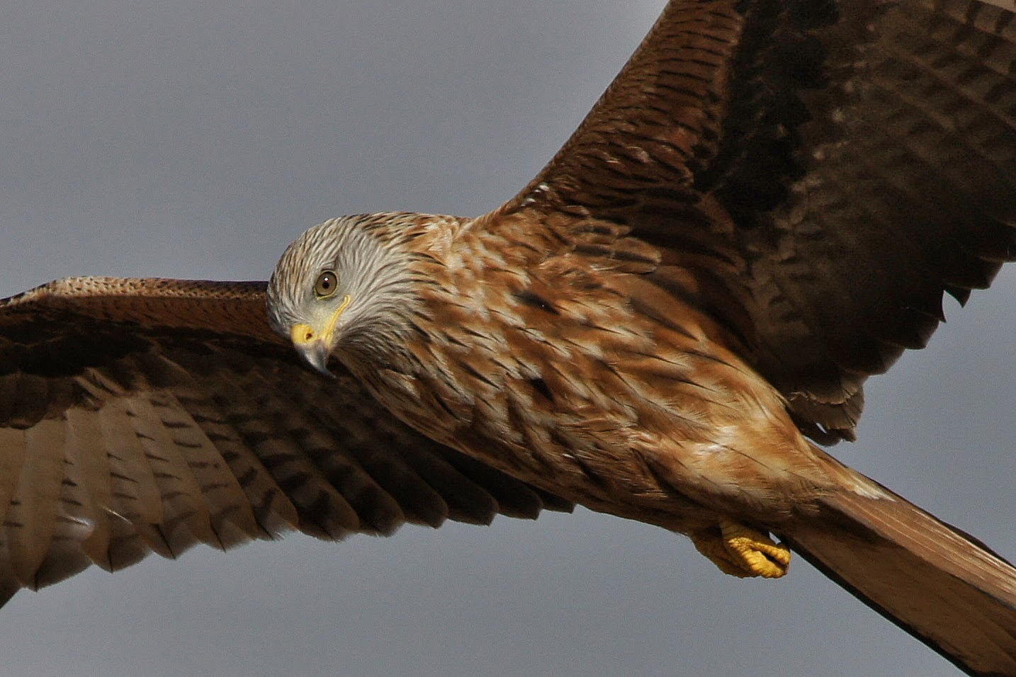 Pasión por las aves: El vuelo del Milano real.(Milvus milvus)