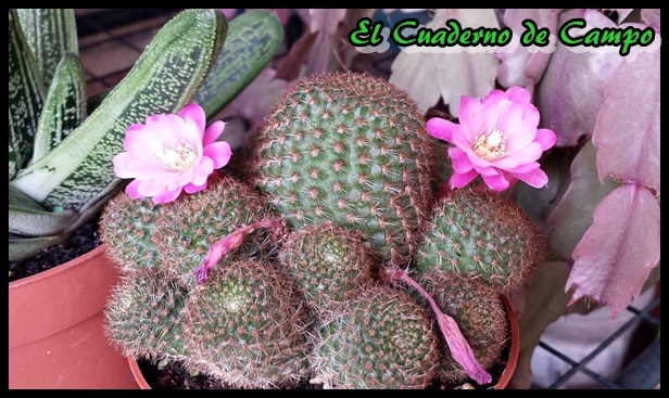 El Cuaderno de Campo: Cactus que han dado flor en mayo: Rebutia ...