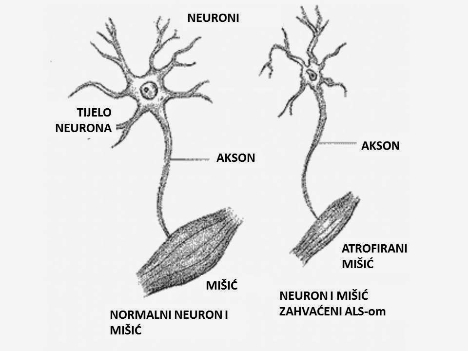Biologija s Bedenko: 2014