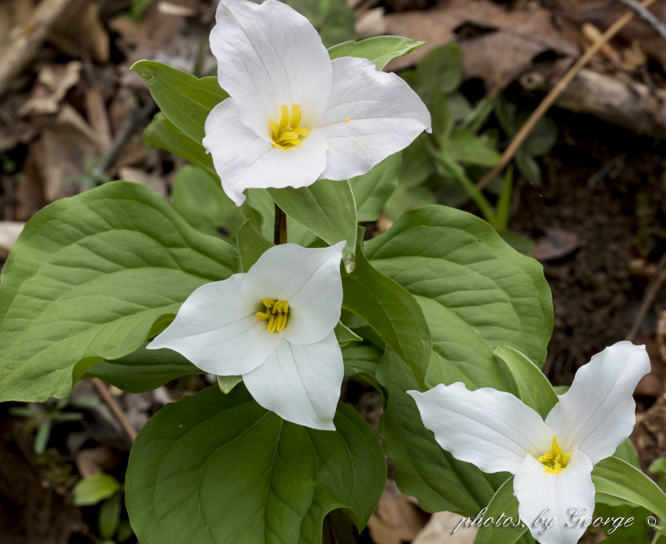 "What's Blooming Now" : Trilliums of Standing Stone State Park