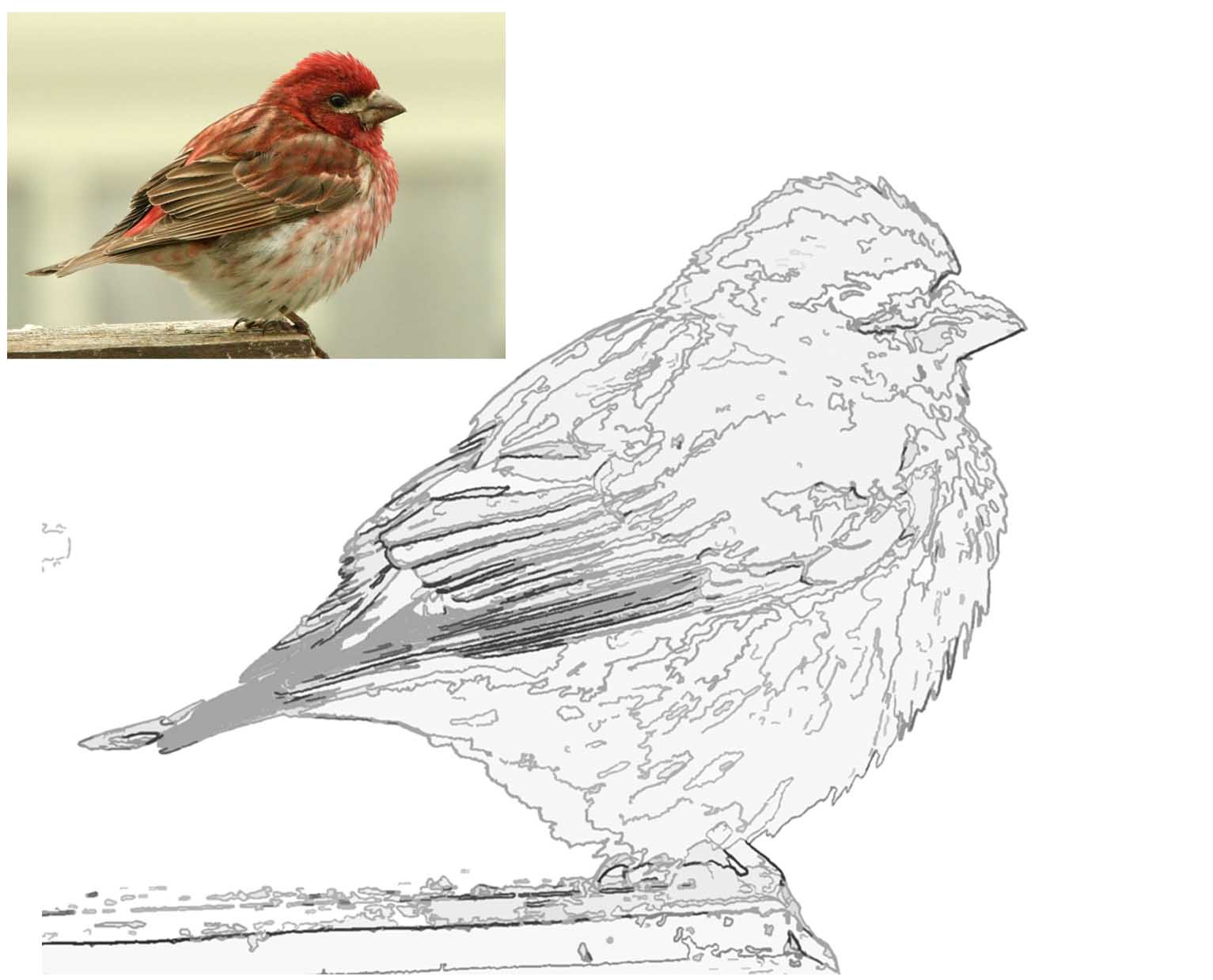 Birding with Lisa de Leon: Fledging a Child to Bird Watching - Part II