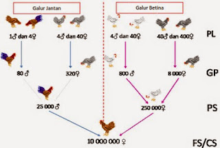 Makalah : Karakteristik Dan Manfaat Persilangan Ayam Unggul | Pet014