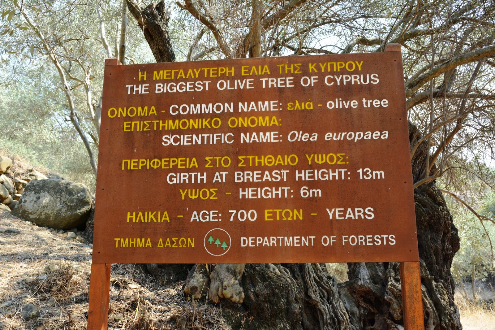 SecretCyprusTravel: The largest Olive tree in Cyprus, Nicosia