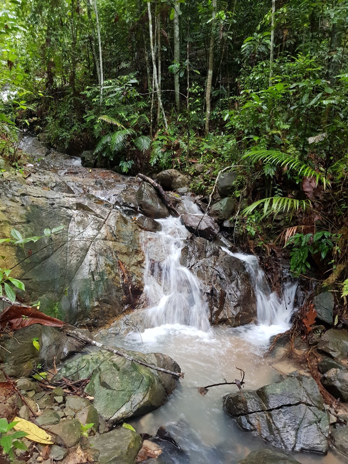 Mount Pulai Day Hike (Jungle Trail No. 2) | Catchingtravels