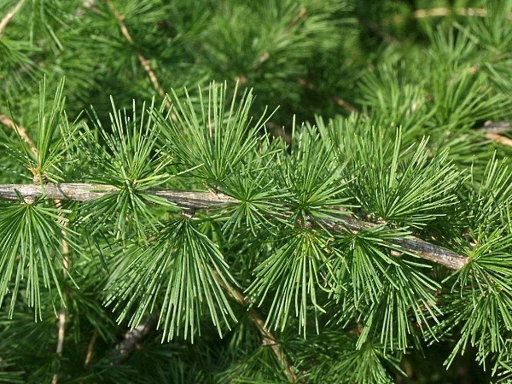 Trees Planet: Larix decidua - European Larch