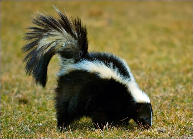 The Reluctant Grandmother: Skunks Are the True Harbingers of Spring