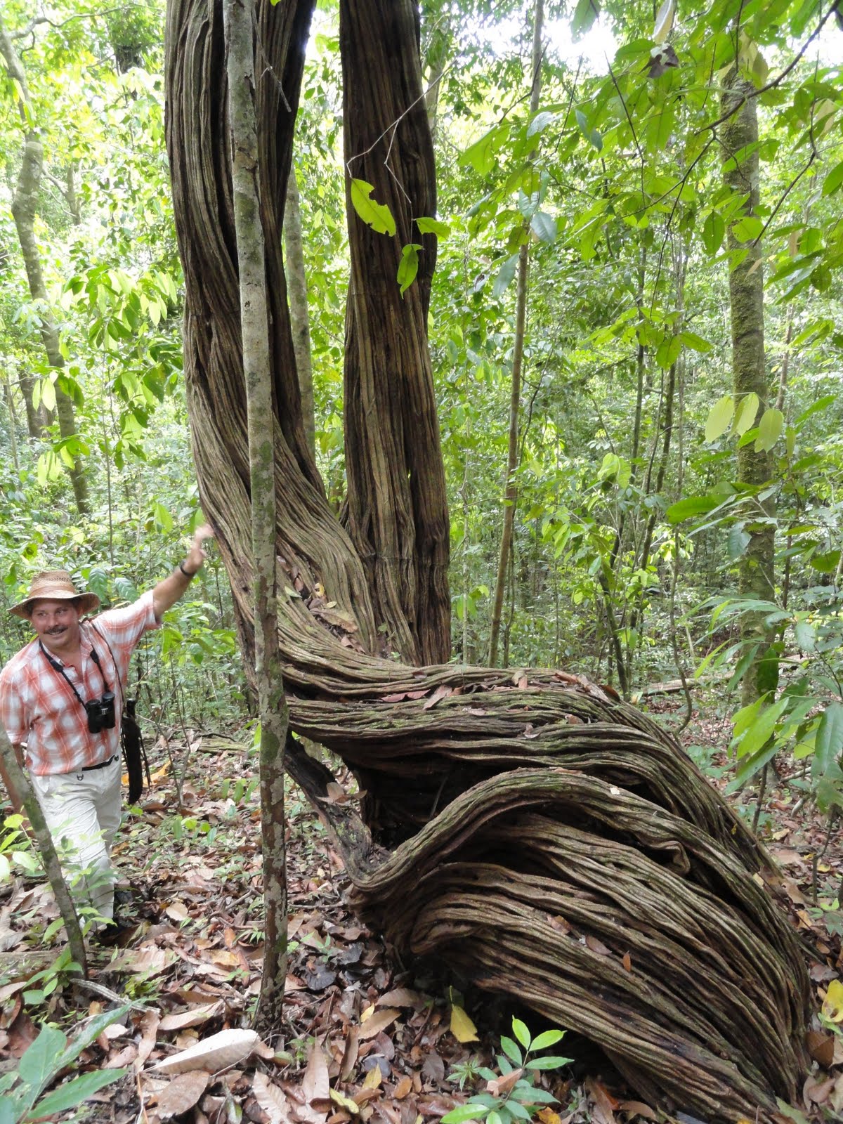 tall trees and moss: Lianas?